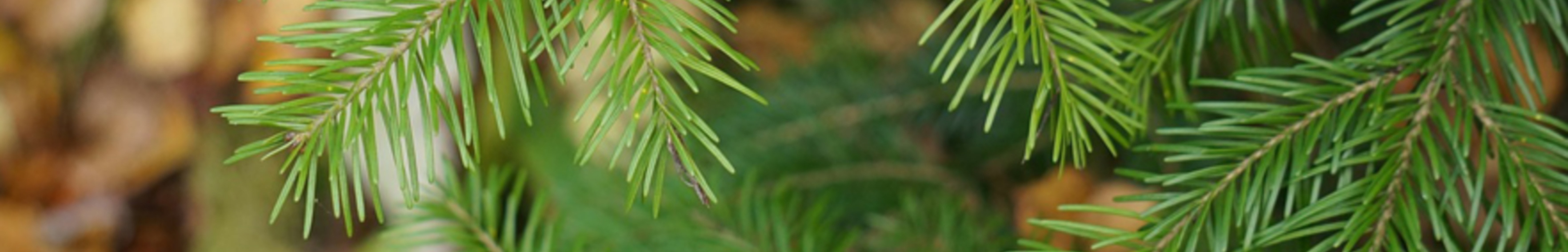 Evergreen | Nelson Nursery, Inc.