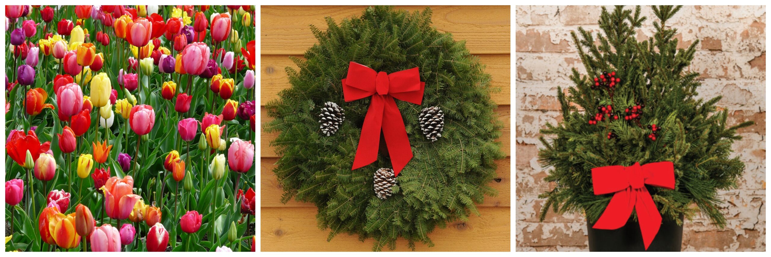 Nelson Nursery, Inc. | Garden Center